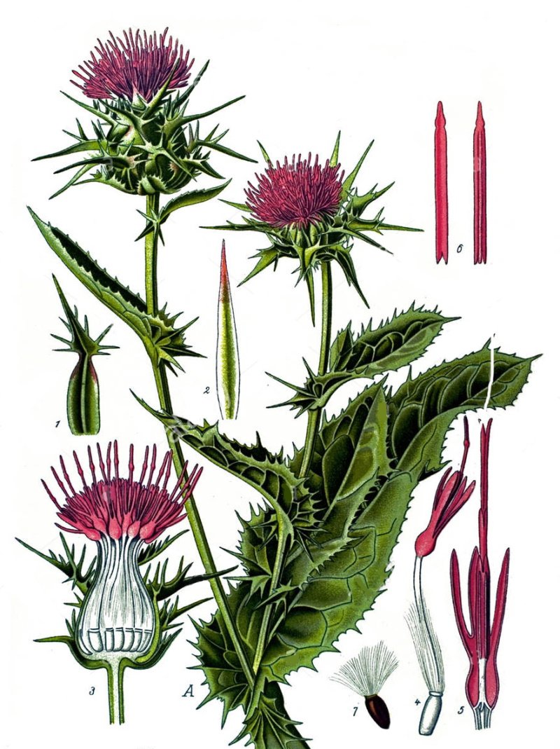 SILYBUM MARIANUM FRUIT EXTRACT • Fitocose.it